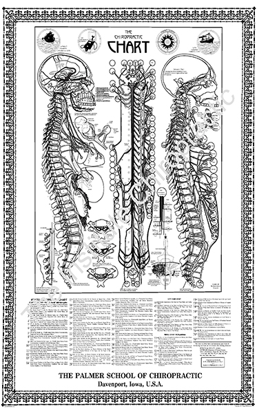 Stephenson’s Chiropractic Chart 18 by 24 – The Institute Chiropractic